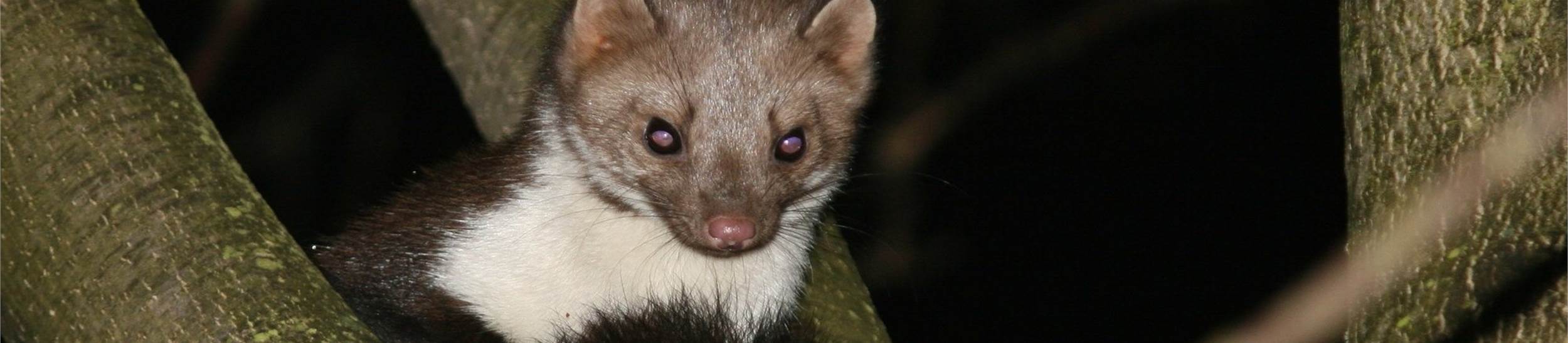 Steenmarter verjagen uit de auto | Nabuurs